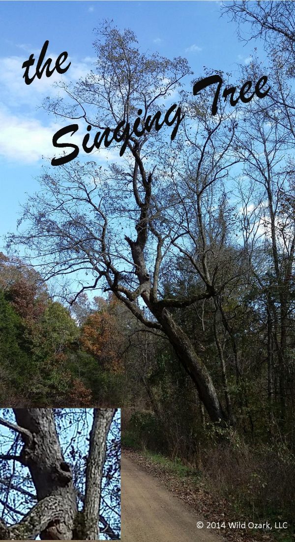 The Ent Trees of Wild Ozark