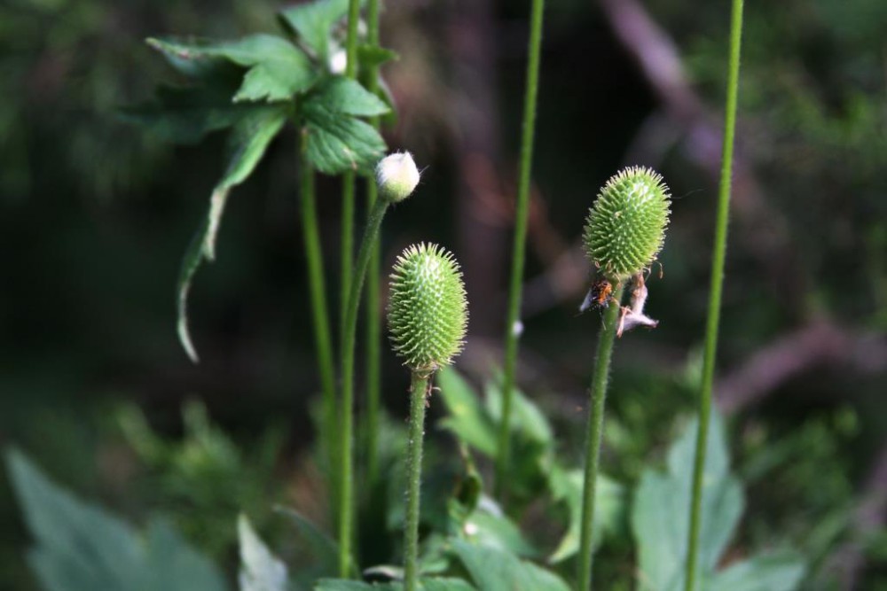 Tall Thimbleweed (Anemone virginiana) | Wild Ozark™