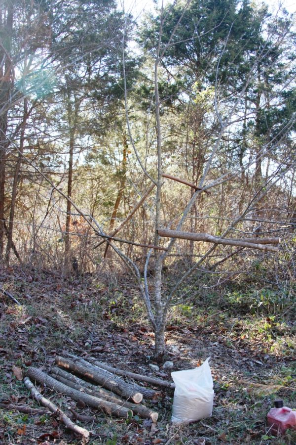 Recover an Apple Tree | Wild Ozark™