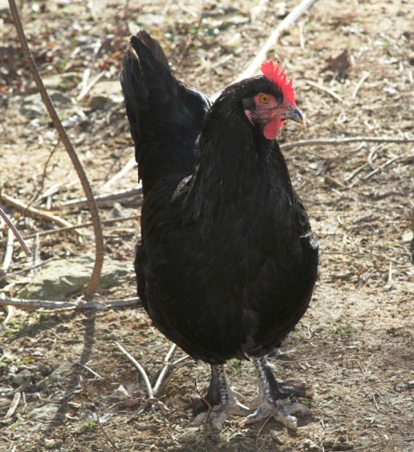 Torture of Taxes, Podcasts and Frozen Water | Wild Ozark™