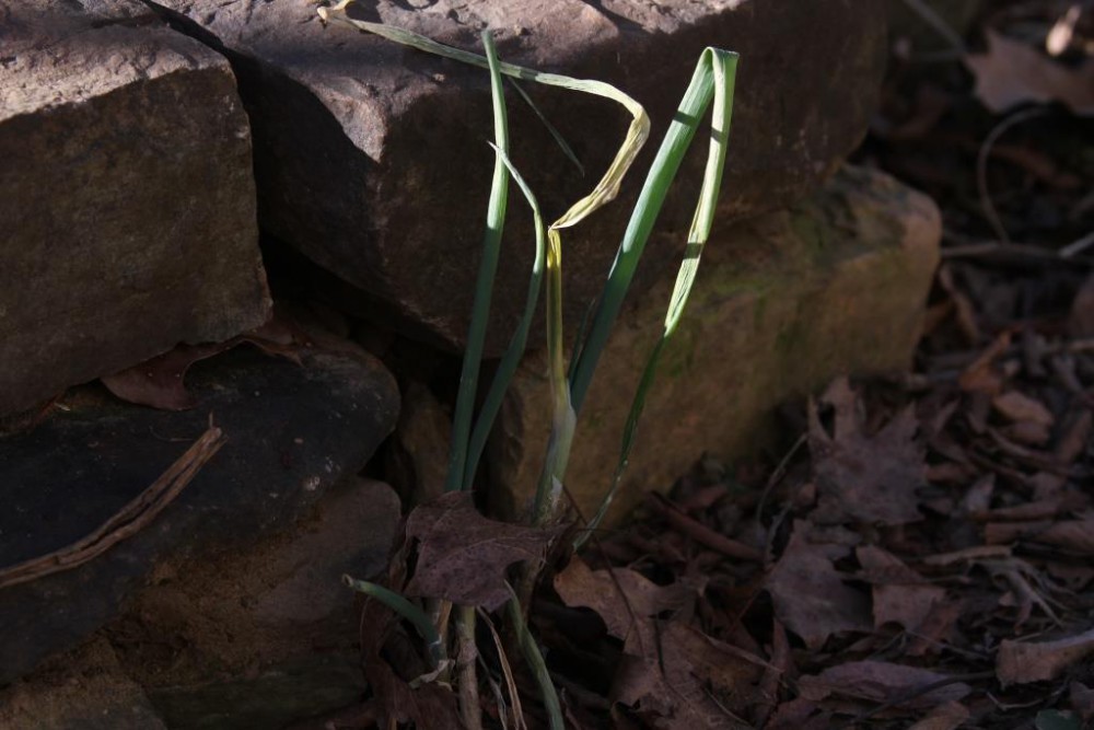 Life in the Dead of Winter | Wild Ozark™