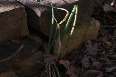 Life in the Dead of Winter | Wild Ozark™