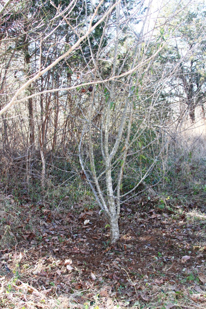 Recover an Apple Tree | Wild Ozark™