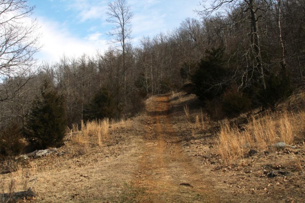 Questing for Gold: Digging goldenseal (Hydrastis canadensis) | Wild Ozark™