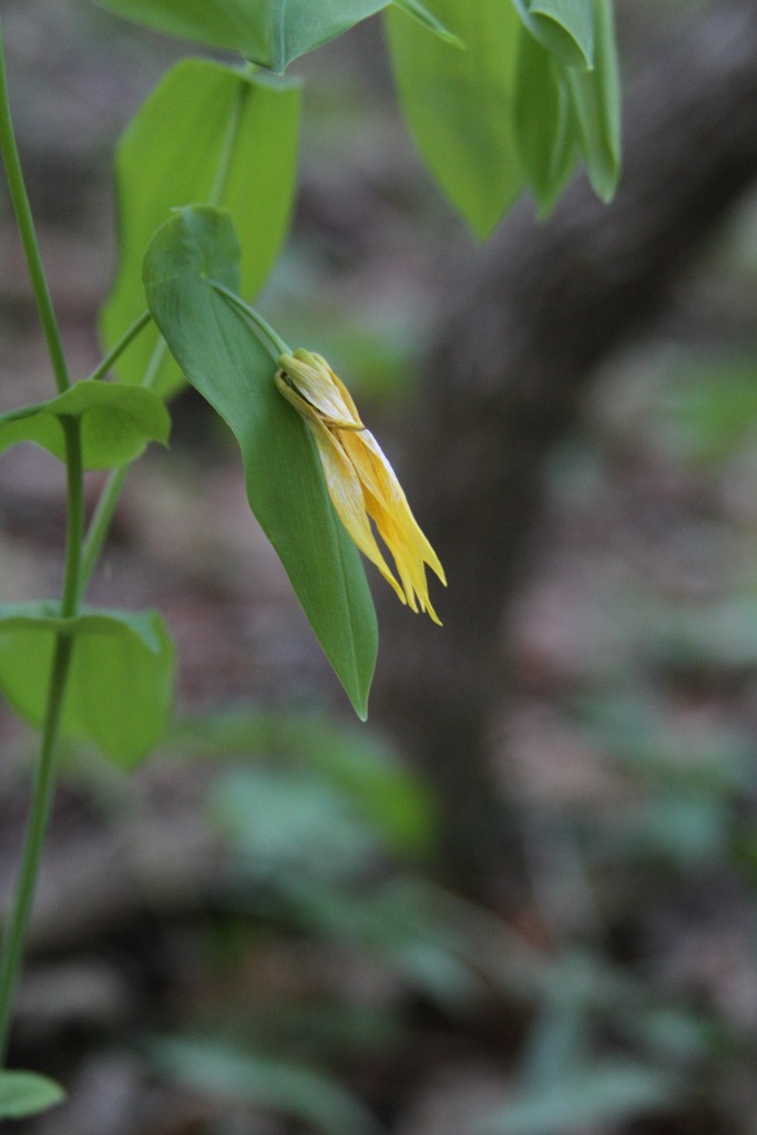 Sleuthing the Bellwort. Sessilifolia or Perfoliata? | Wild Ozark™