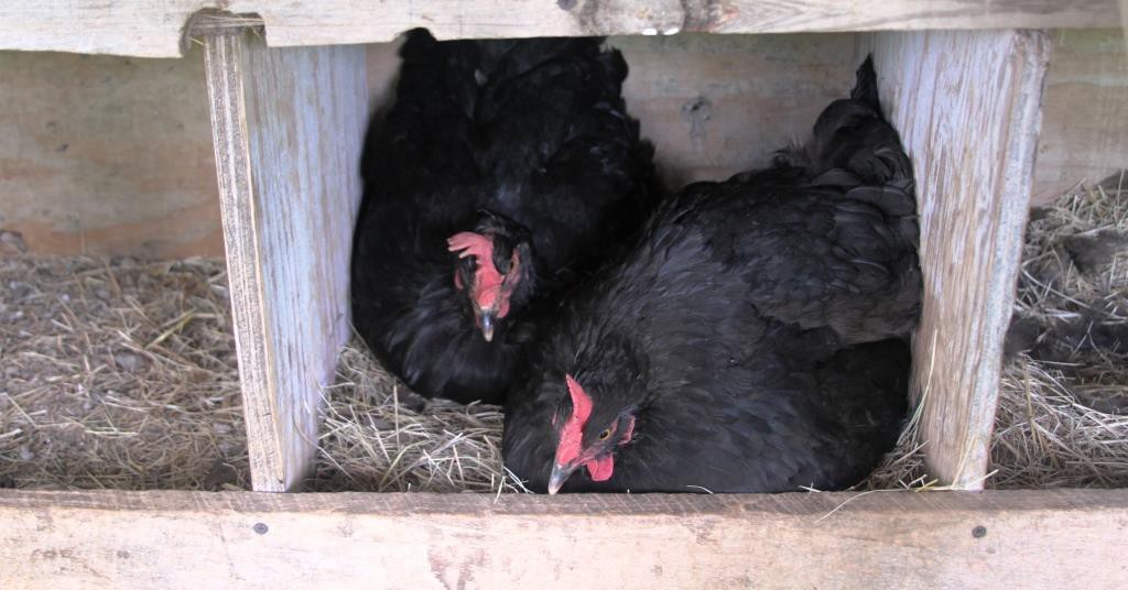 Egg-napping Marans | Wild Ozark™