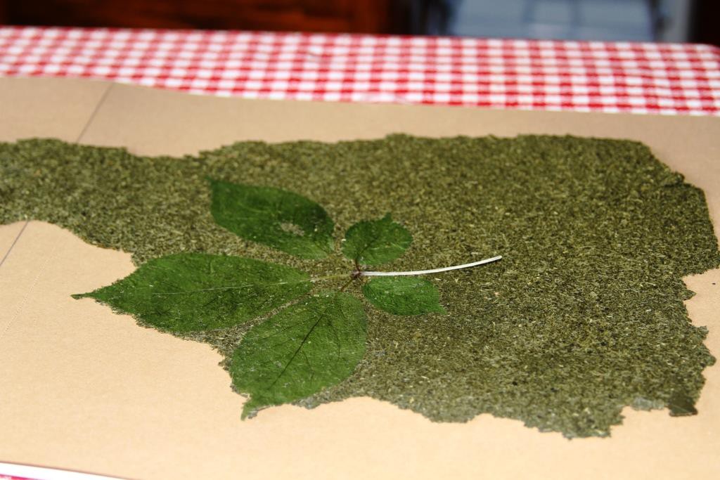 My First Sheet of Handmade Paper | Wild Ozark™