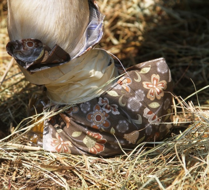 An Herbal Hoof Poultice for a Horse | Wild Ozark™