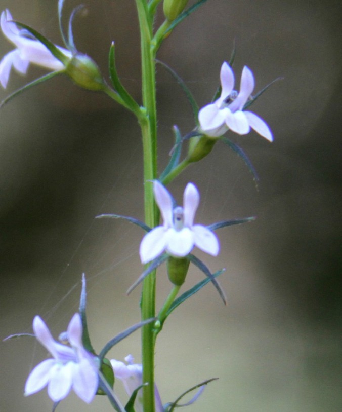 Gathering Lobelia inflata Seeds | Wild Ozark™