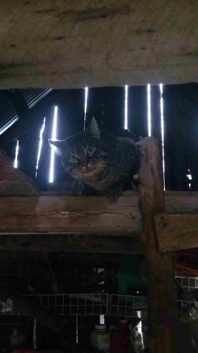 Feeding critters under a gentle patter of rain | Wild Ozark™