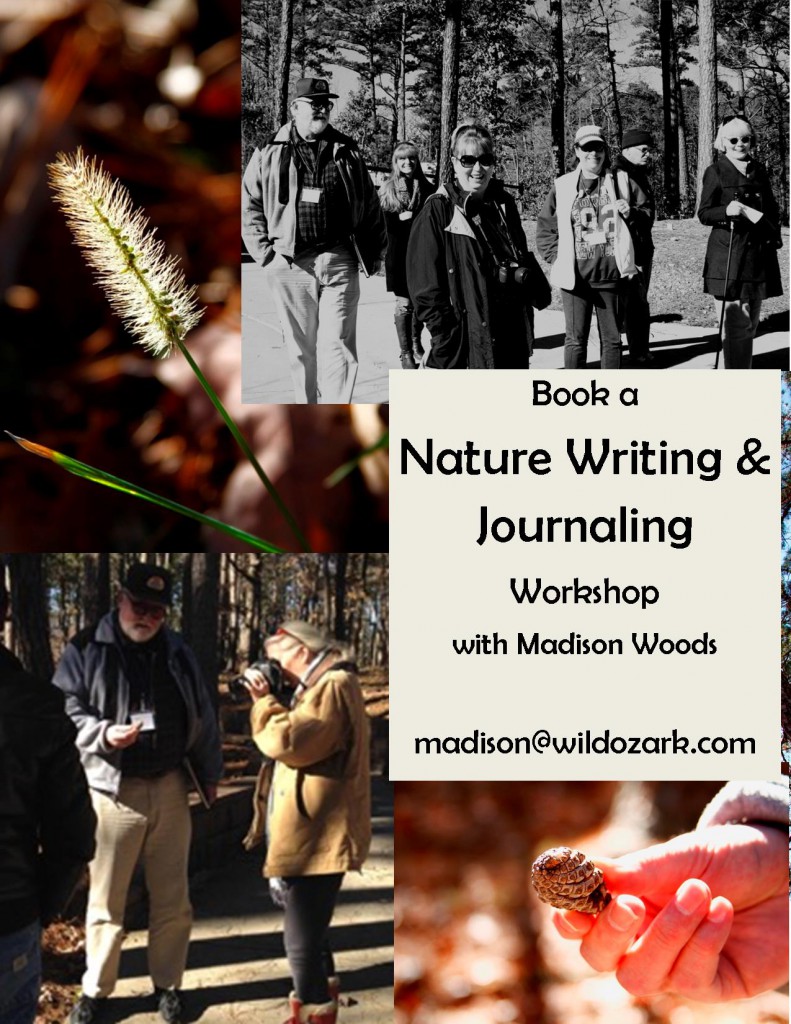Nature Workshop with Madison Woods | Wild Ozark™