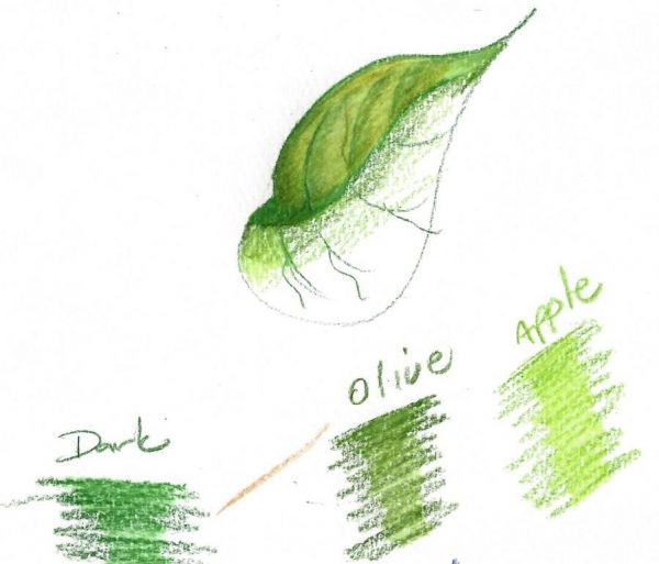Ginseng in May | Wild Ozark™
