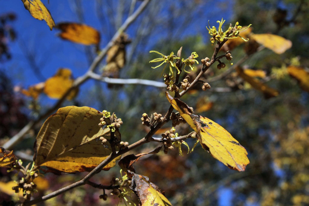 Watching for Witch Hazel Flowers | Wild Ozark™