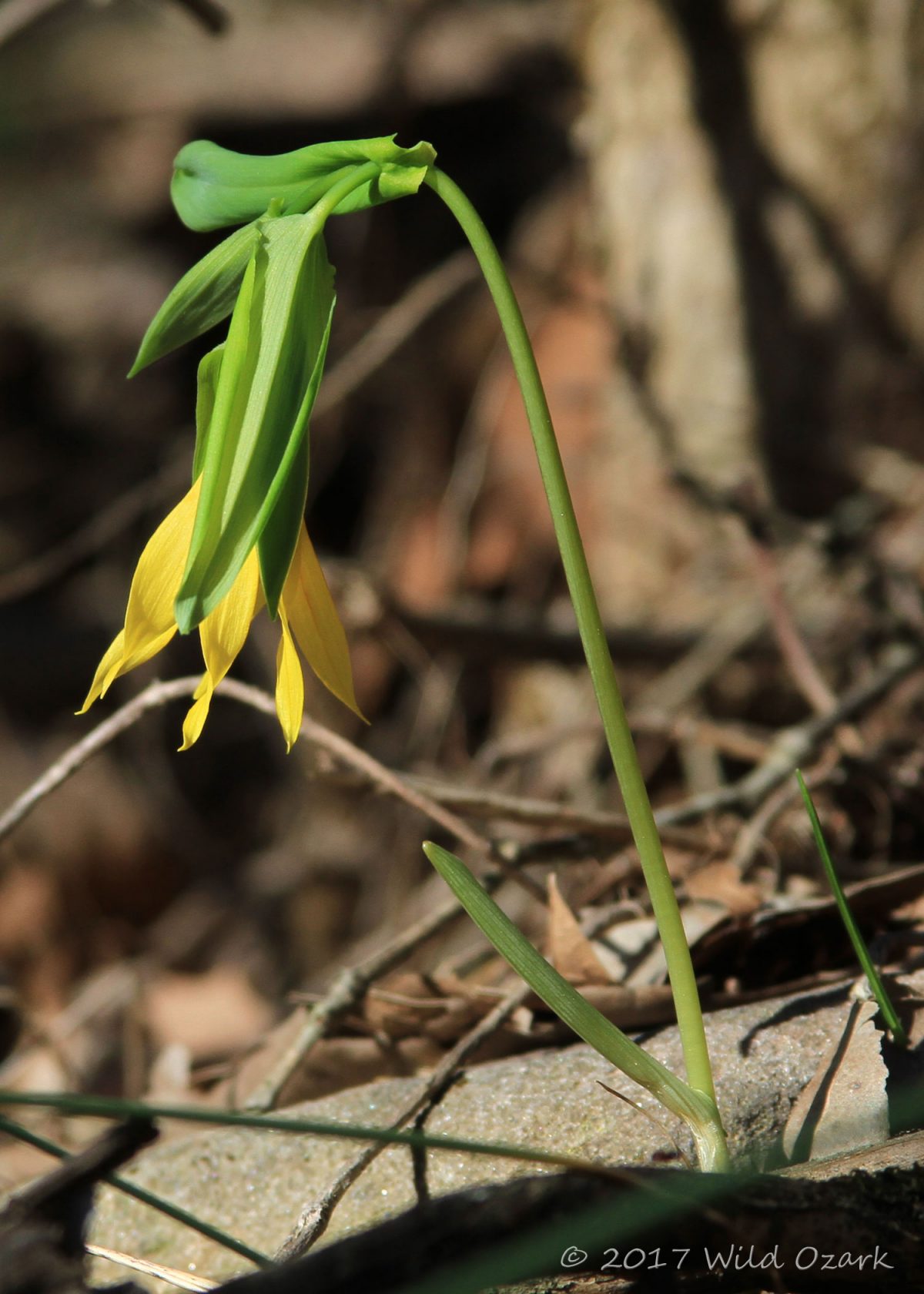 Sleuthing the Bellwort. Sessilifolia or Perfoliata? | Wild Ozark™