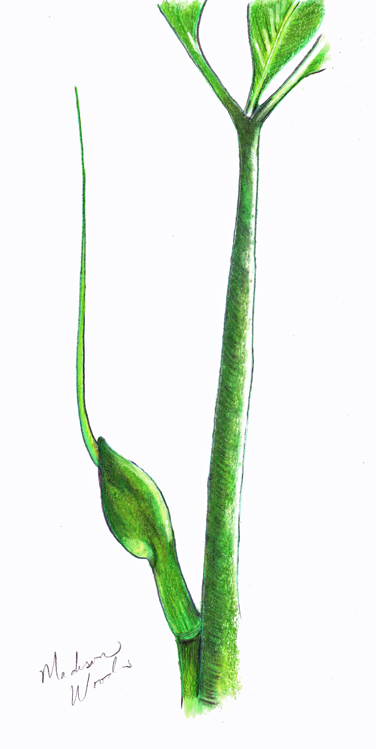 Namesake of the Dragon - Another Green Dragon Drawing | Wild Ozark™