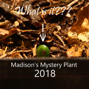 Watching a Ginseng Habitat Mystery Plant Unfurl | Wild Ozark™