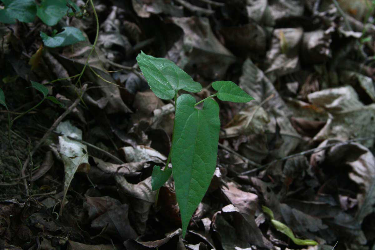 Oh no! The Virginia Snakeroot babies are all gone! | Wild Ozark™
