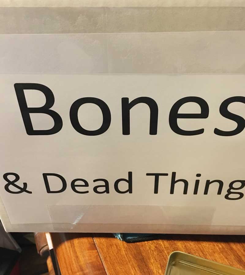 Organizing, Day 2. One of the More Odd Boxes in My Nature Art Studio