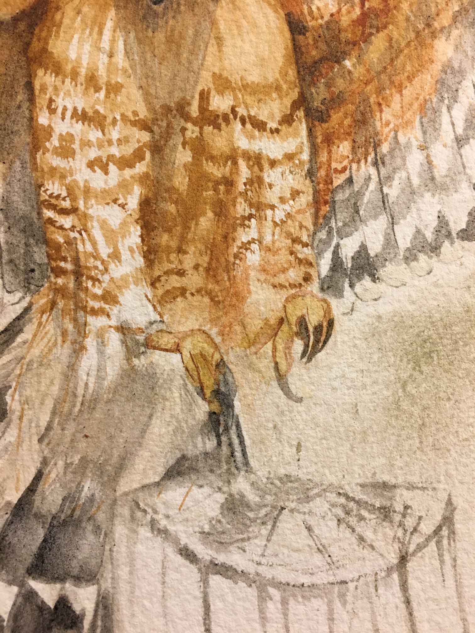 Ozark Birds of Prey : Red-shouldered Hawk | Wild Ozark™