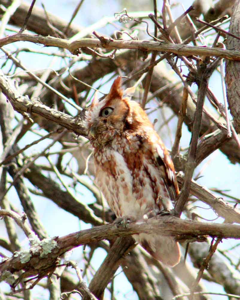 Two Screech Owls in a Tree | Wild Ozark™