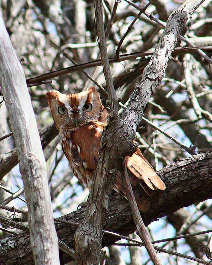 Two Screech Owls in a Tree | Wild Ozark™