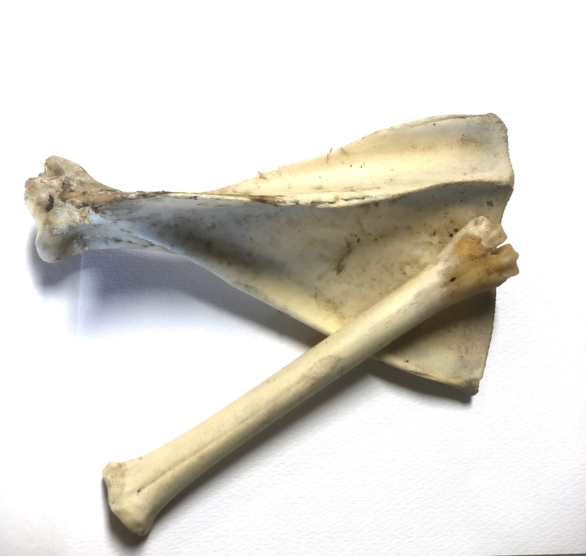 Ozark Pigment Profiles | Paleo Paints | Wild Ozark™