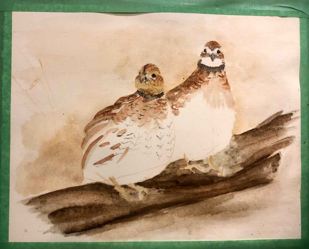Painting a Pair of Bobwhite Quail | Wild Ozark™