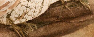 Painting a Pair of Bobwhite Quail | Wild Ozark™