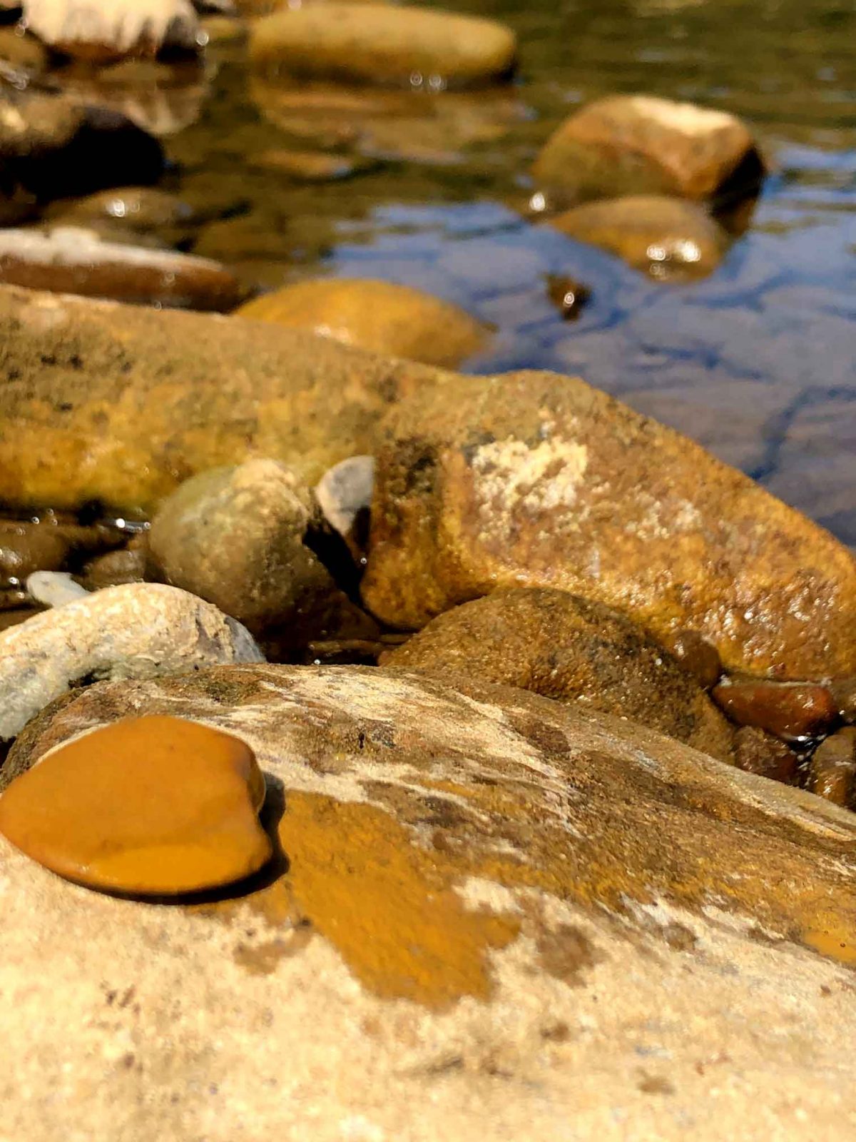 Earth Tone Art | Earthy Artwork by Madison Woods | Wild Ozark™
