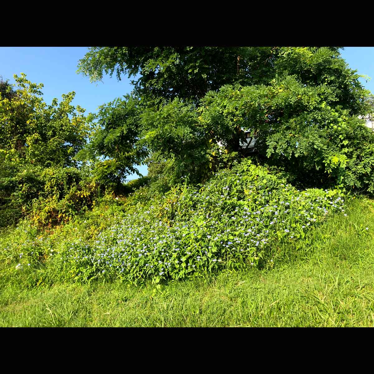 Pigment Foraging | Late Summer Means it's Time for the BLUE!