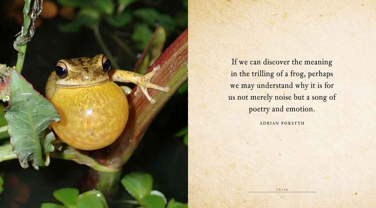 CROAK: A book of fun for frog lovers | Book Review | Wild Ozark™