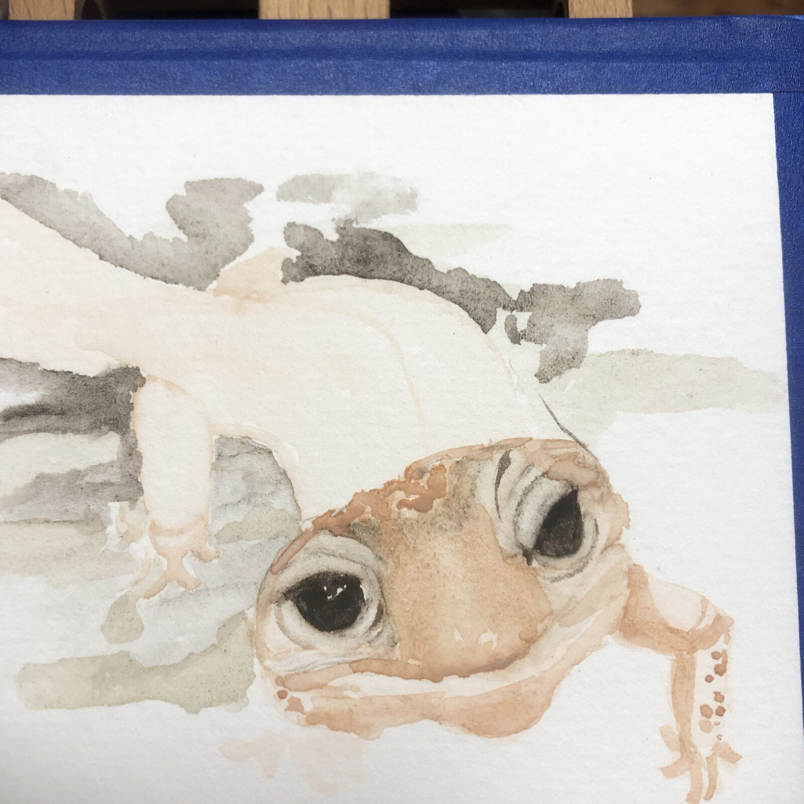 Update on the Gecko Paintings | Wild Ozark™