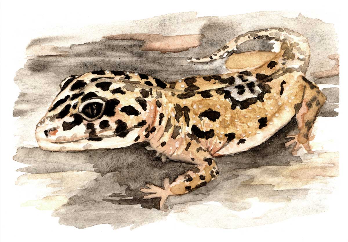 Update on the Gecko Paintings | Wild Ozark™