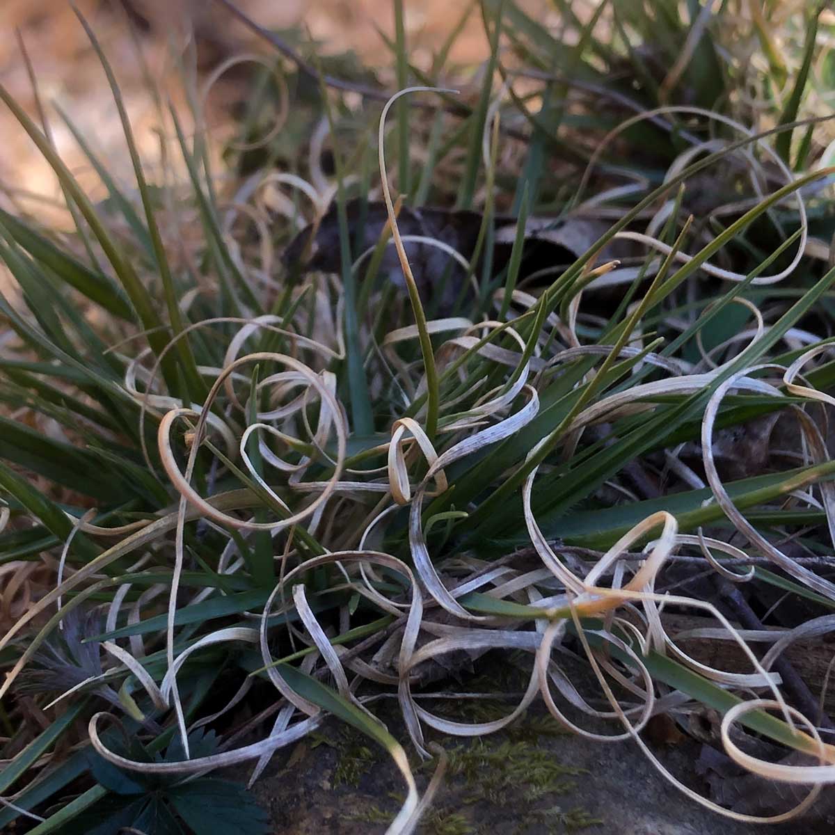 A Spiral Day | Wild Ozark™