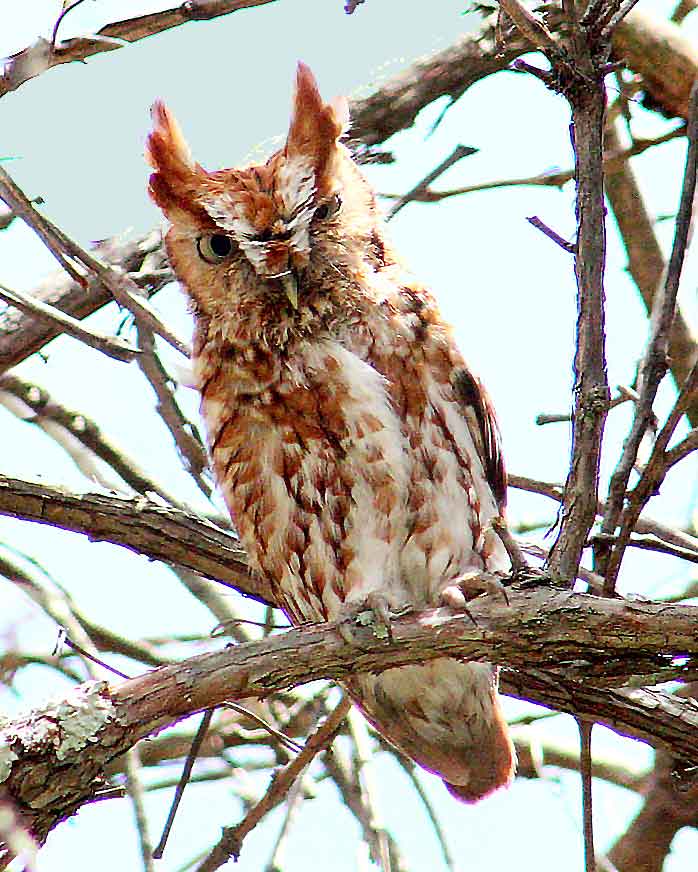 Painting of a Screech Owl | Ozark Birds of Prey | Wild Ozark™