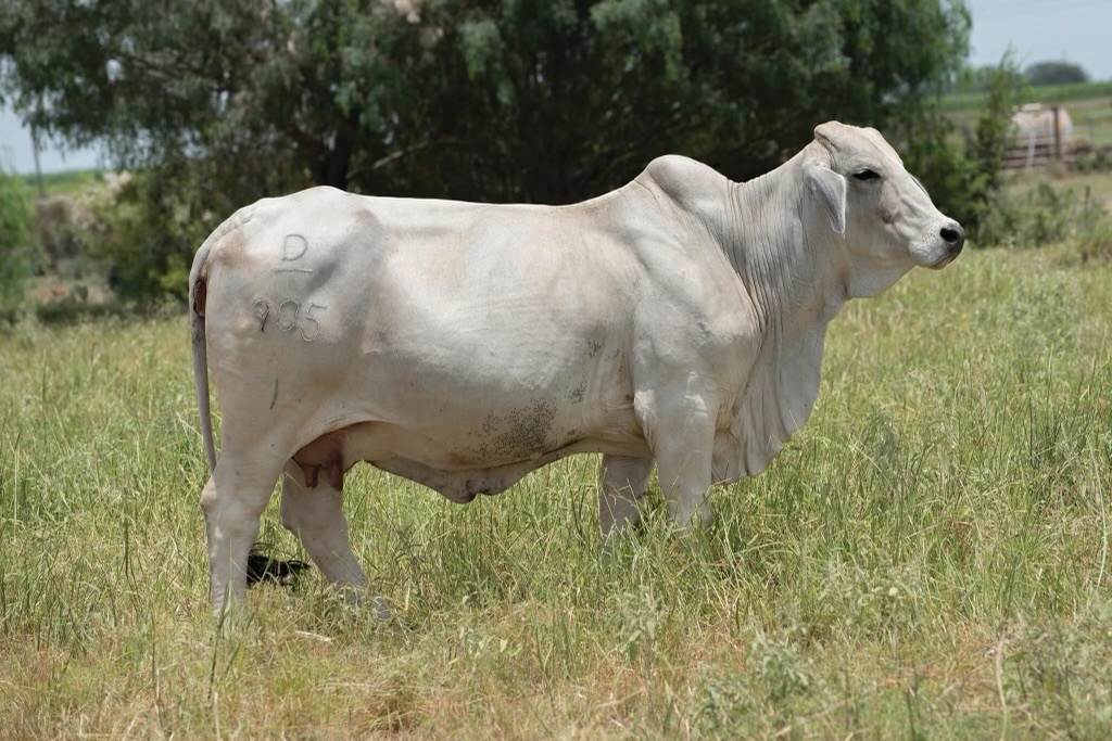 Brahman Mama #905 | Cow Art | Wild Ozark™