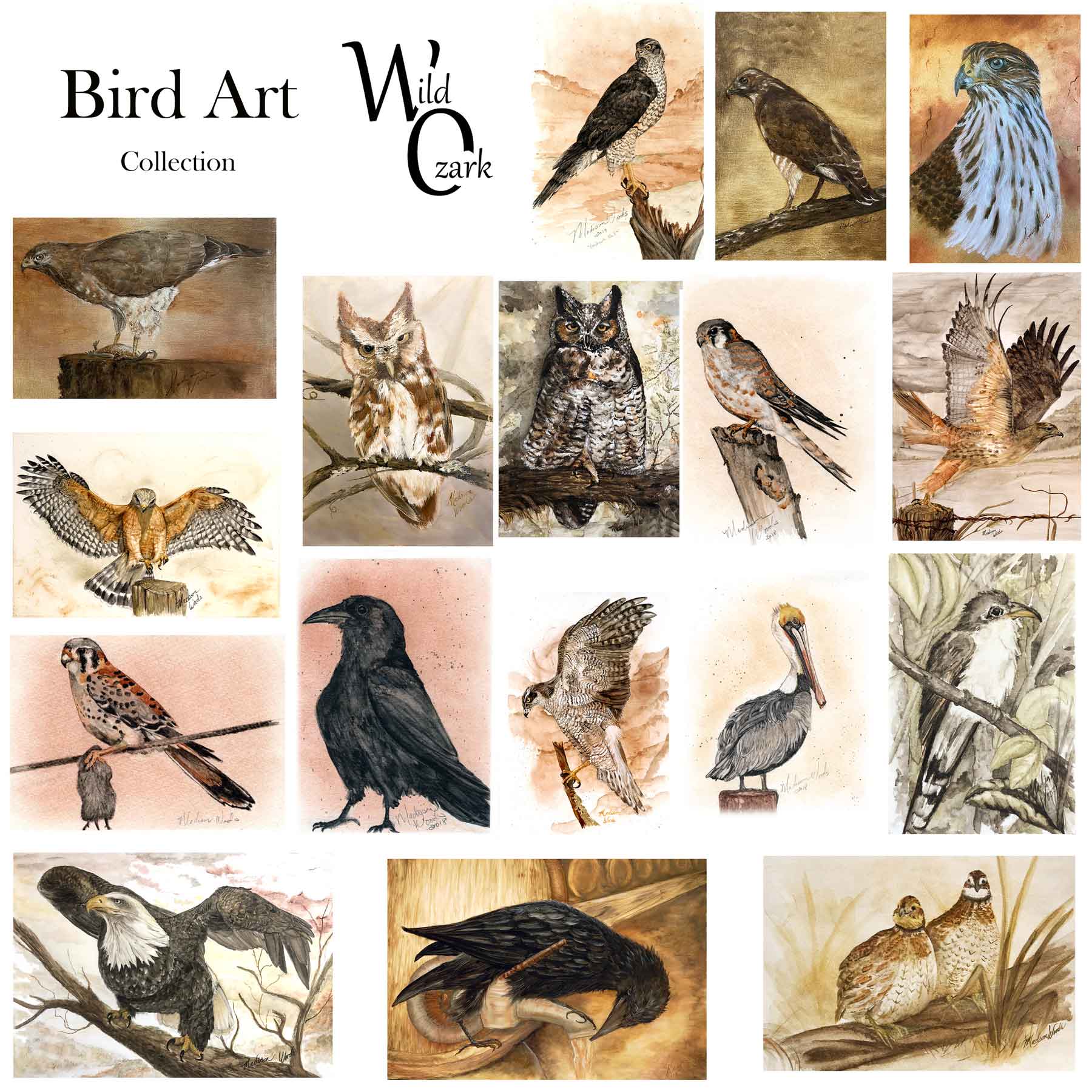 Bird Art Print Collection | Wild Ozark™